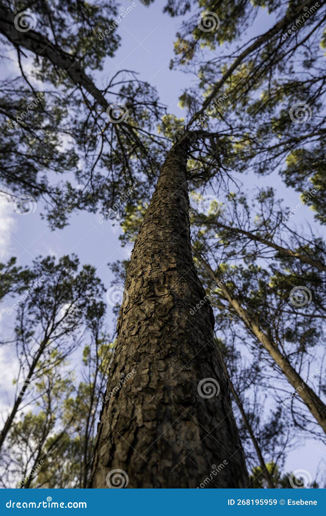 Tree perspective in nature stock image. Image of growth - 268195959
