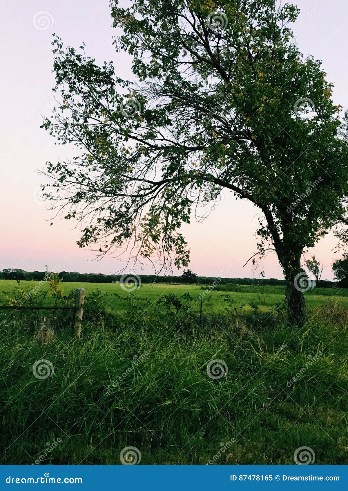 Tree perspective stock image. Image of beautiful, pretty - 87478165