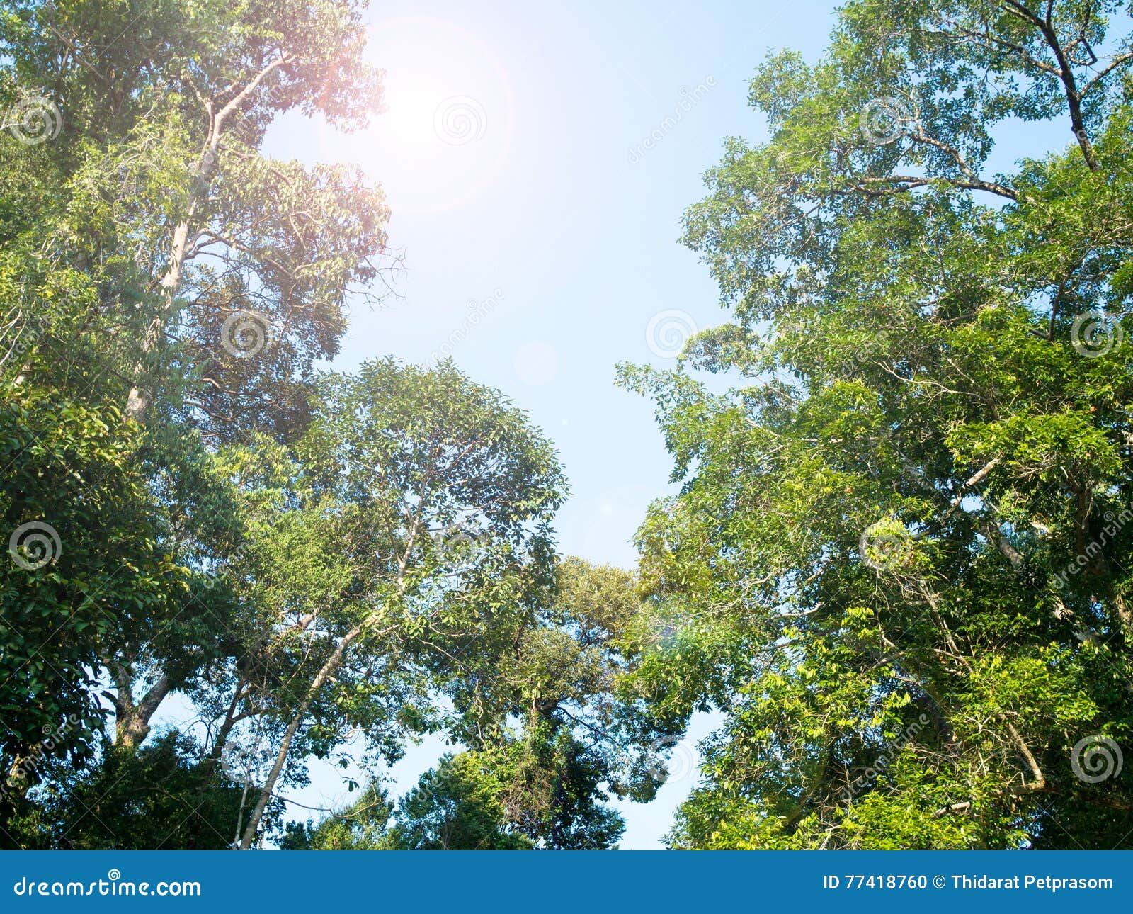 Tree. Perspective Unique Nature Green Leave View from Under Big Green ...