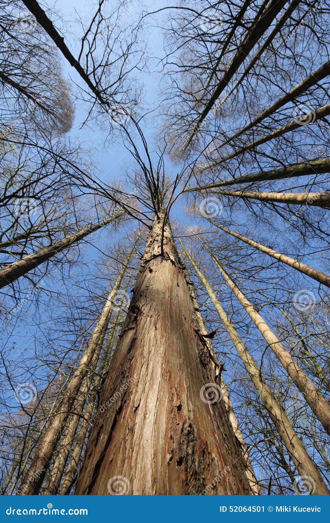 Tree stock image. Image of tree, view, lookup, perspective - 52064501