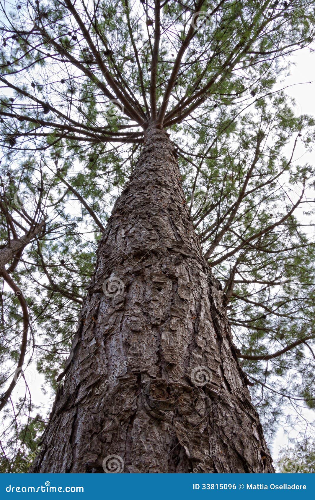 Tree stock photo. Image of close, tree, trunk, nature - 33815096