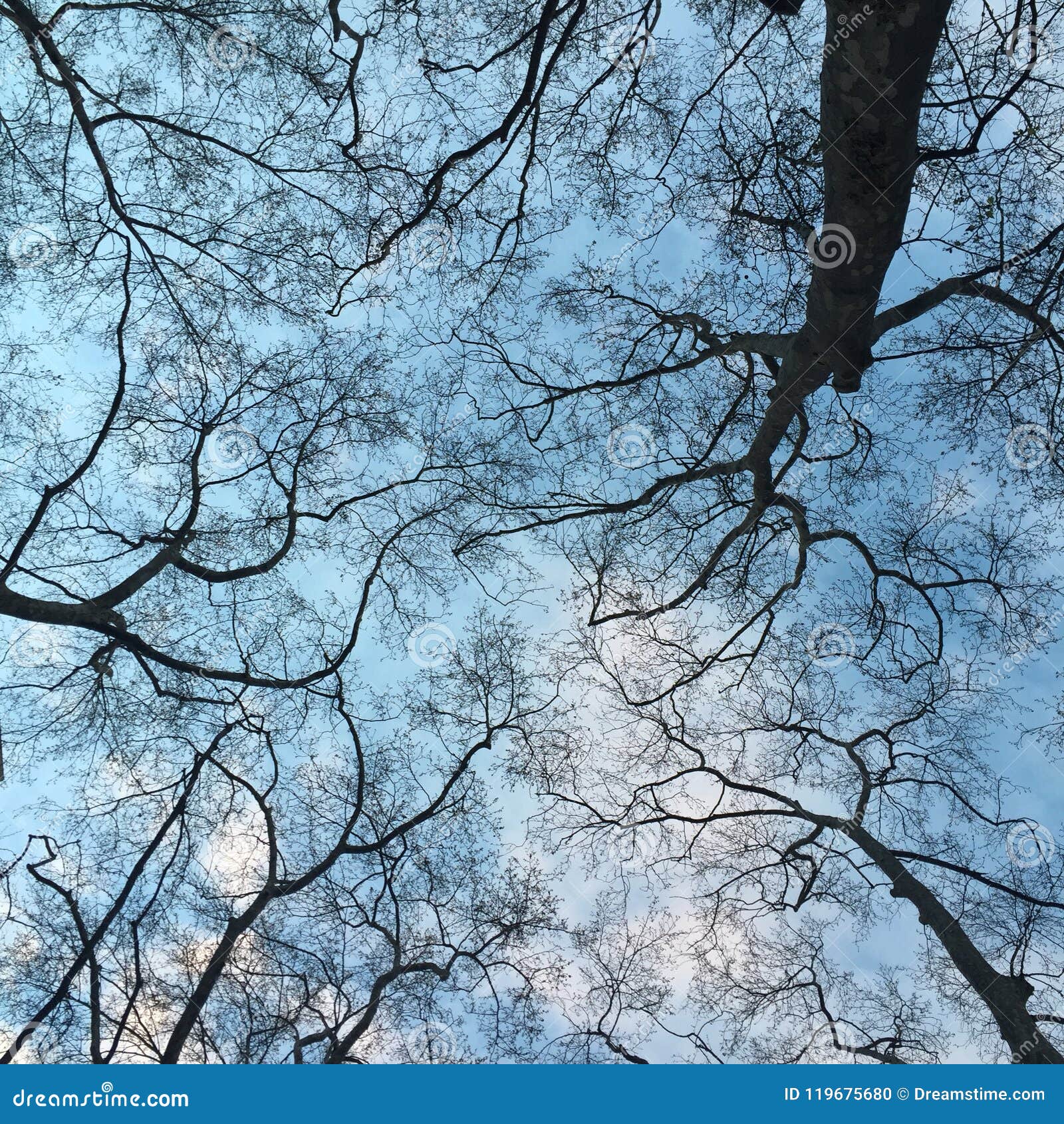 Tree in Perth stock photo. Image of tree, spring, flowers - 119675680