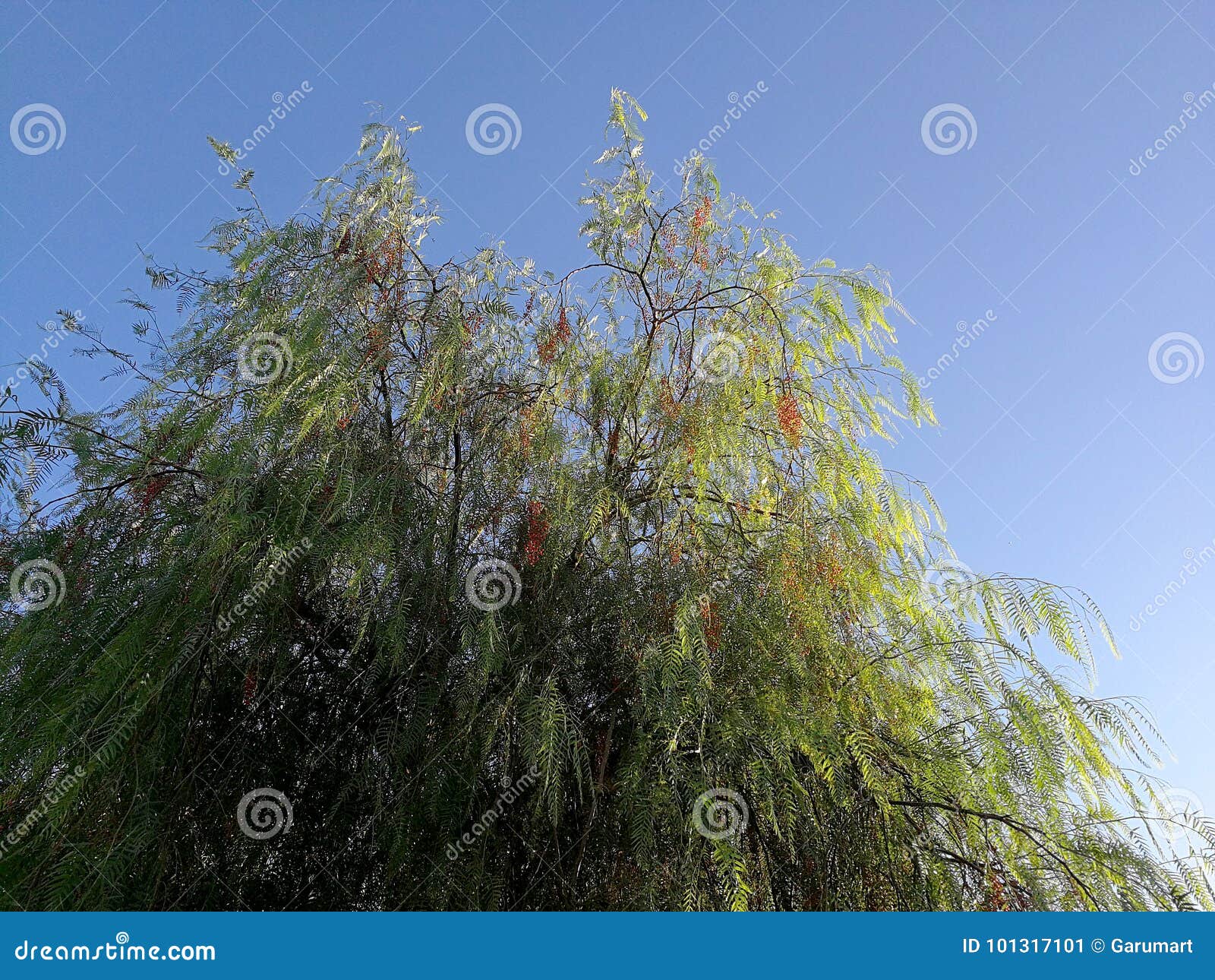 Tree of peruvian stock image. Image of false, nature - 101317101
