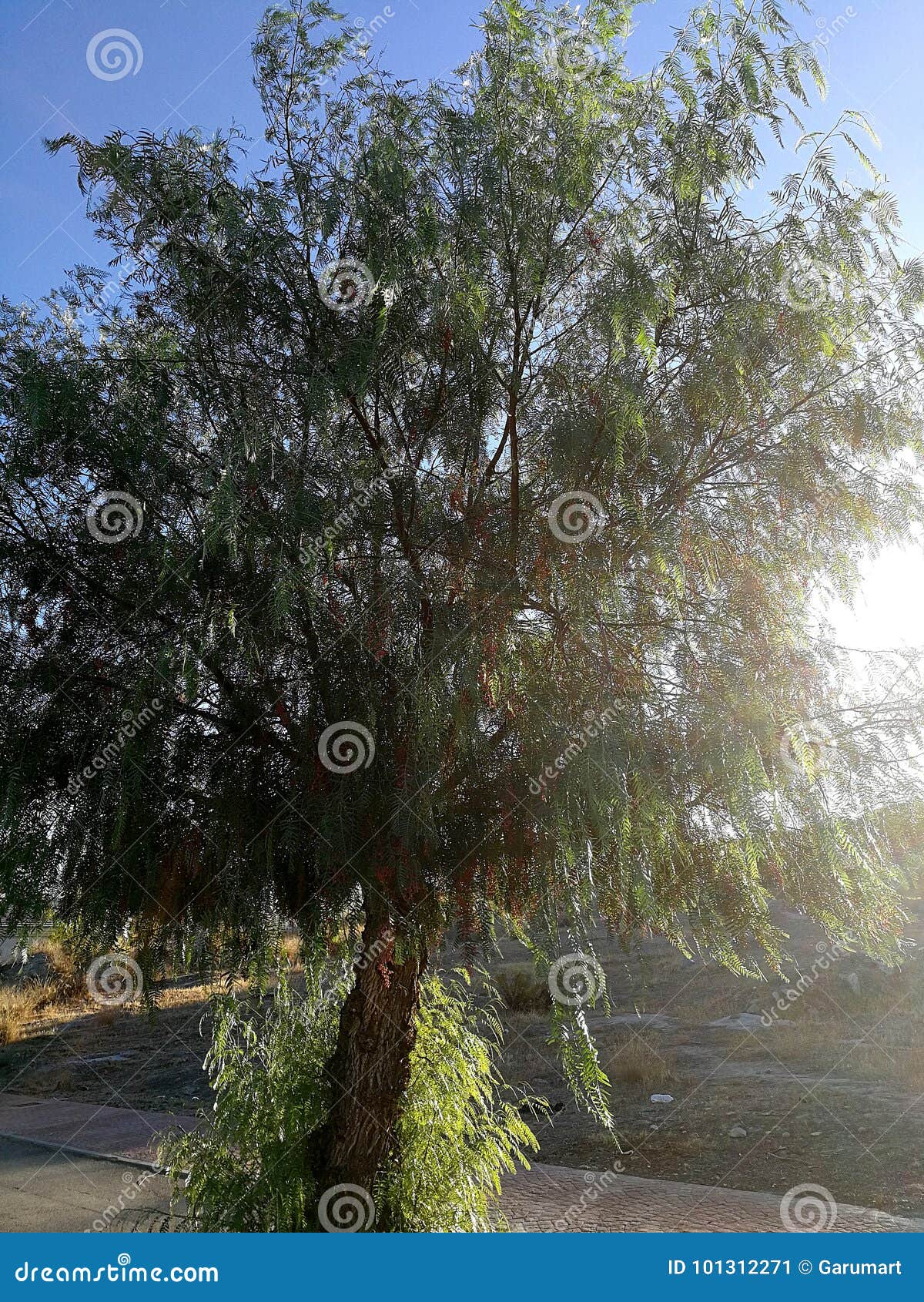 Tree of peruvian stock image. Image of design, sunset - 101312271