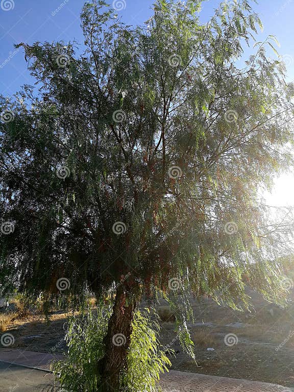 Tree of peruvian stock image. Image of design, sunset - 101312271