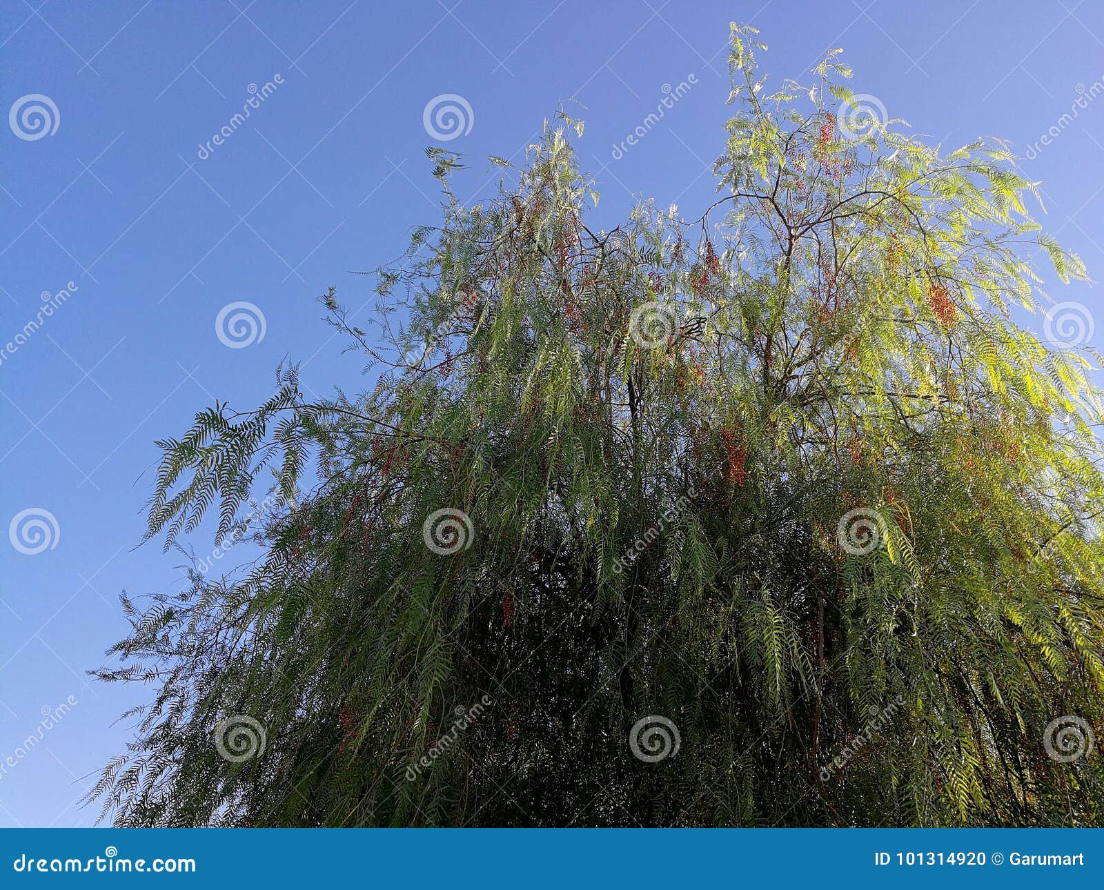 Tree of peruvian stock photo. Image of schinus, tree - 101314920