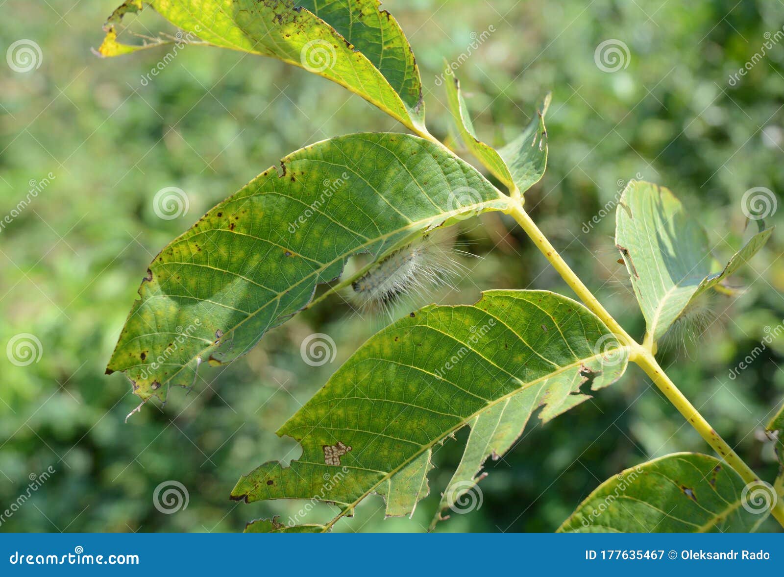 Tree Pests Gypsy Moth Caterpillar, Larva is Dameging Walnut Tree Leaves ...