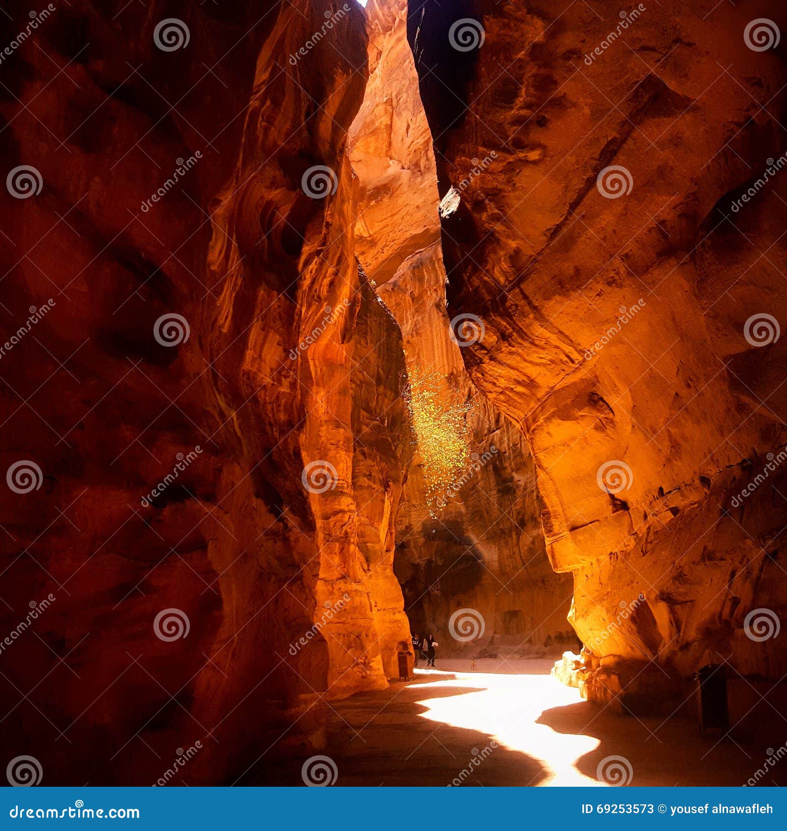 Tree in petra Mountain stock image. Image of petra, tree - 69253573
