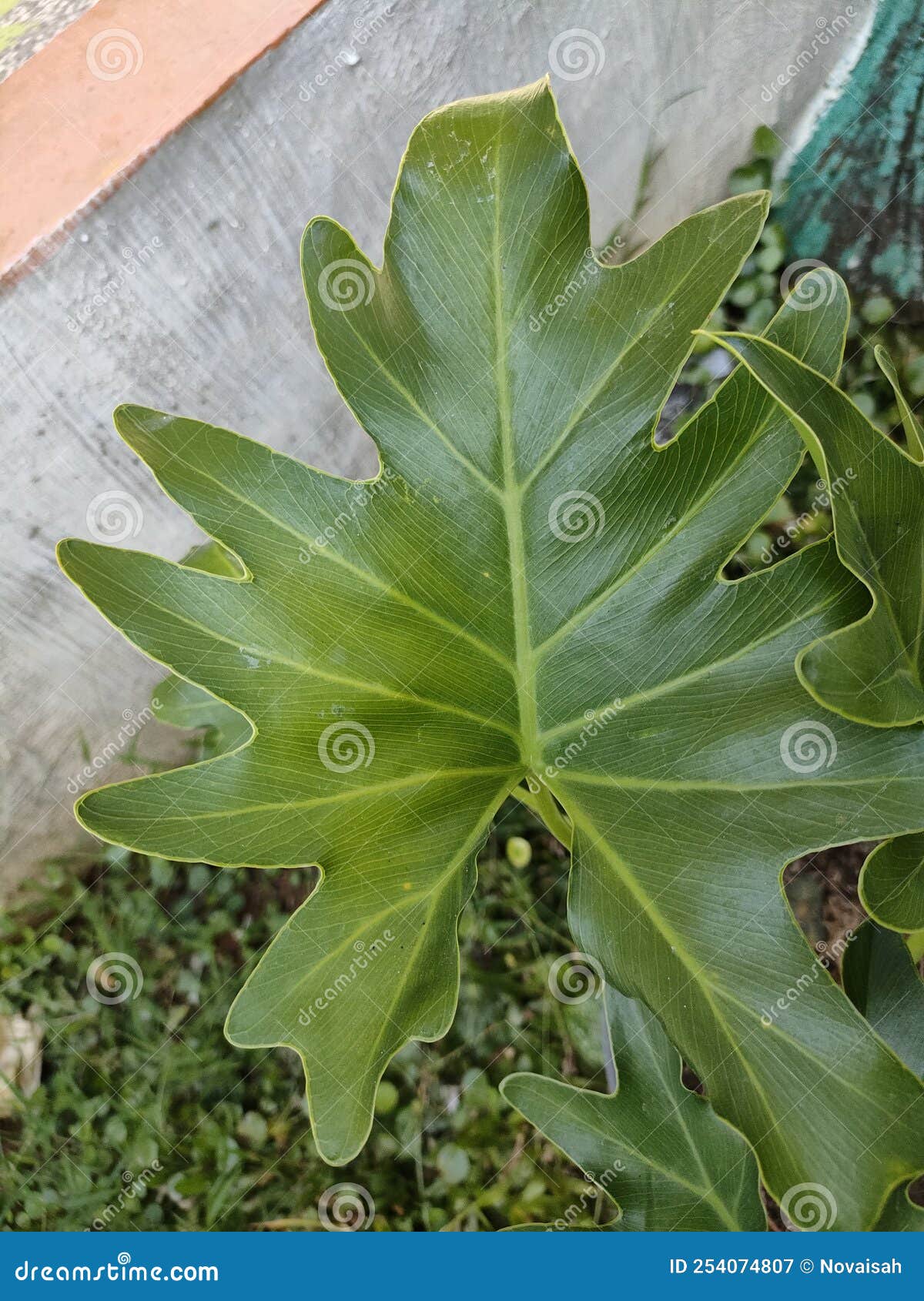 Tree Philodendron, a Green Tropical Houseplant Stock Image - Image of ...