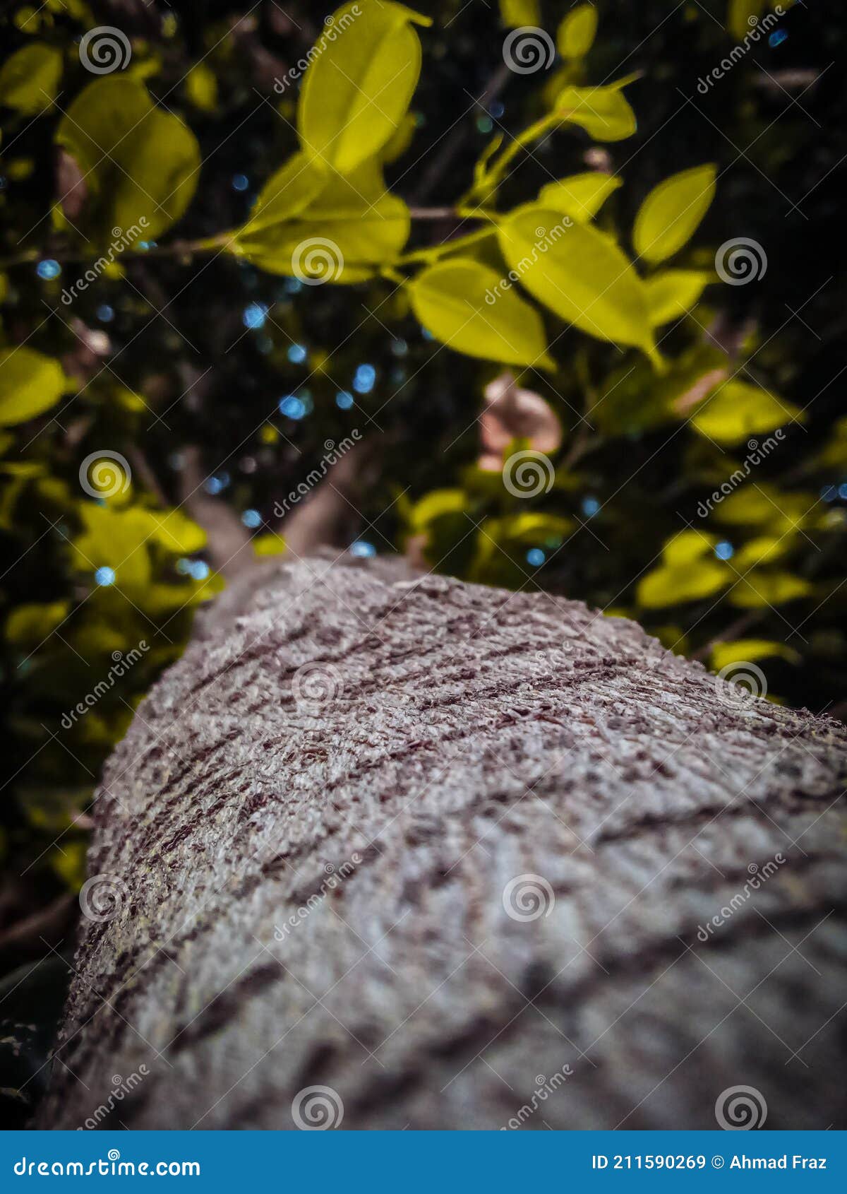 Tree Photo Click on Mobile Camera Stock Image - Image of sunlight ...