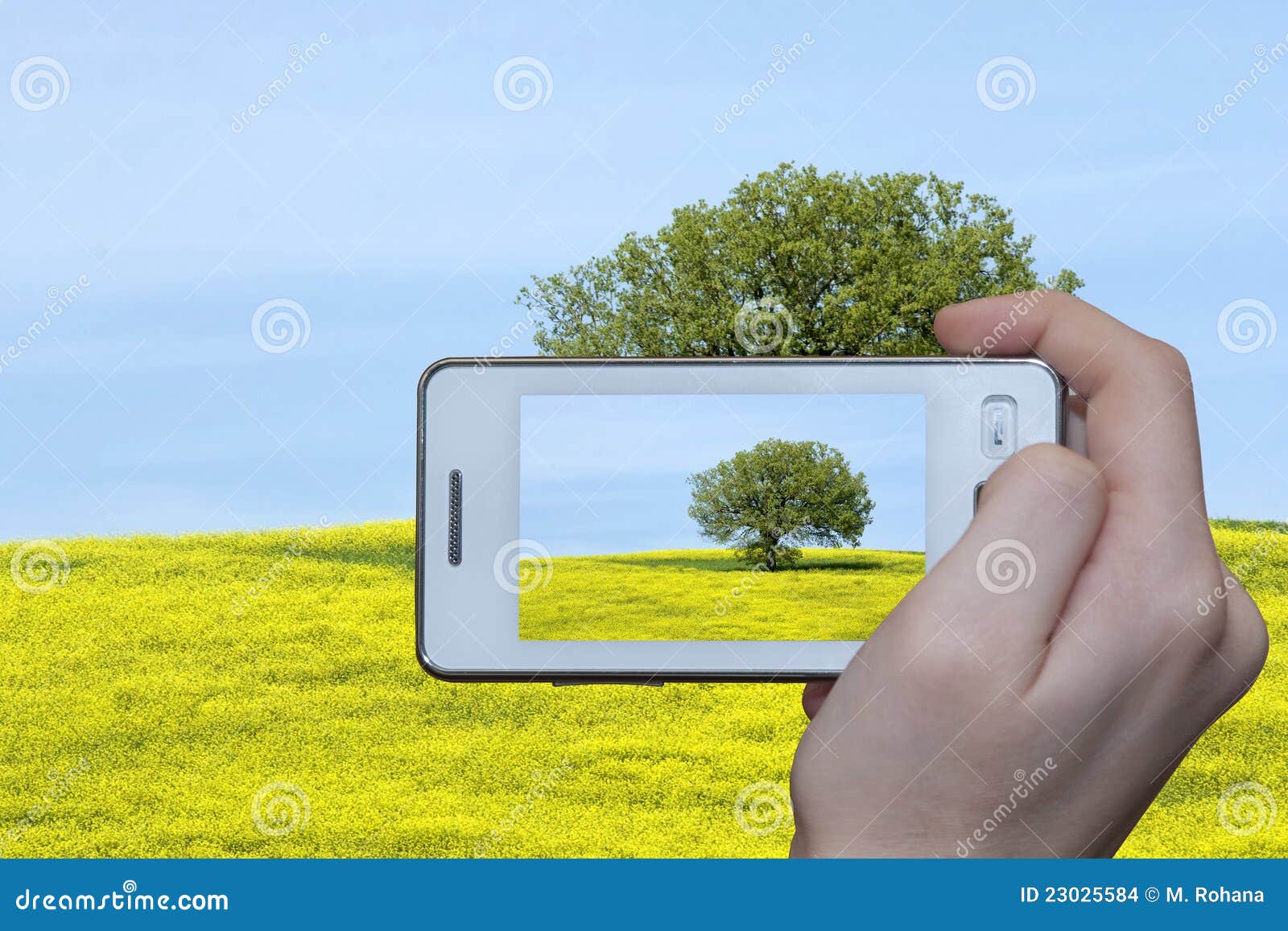 Tree photo on smartphone stock photo. Image of green - 23025584