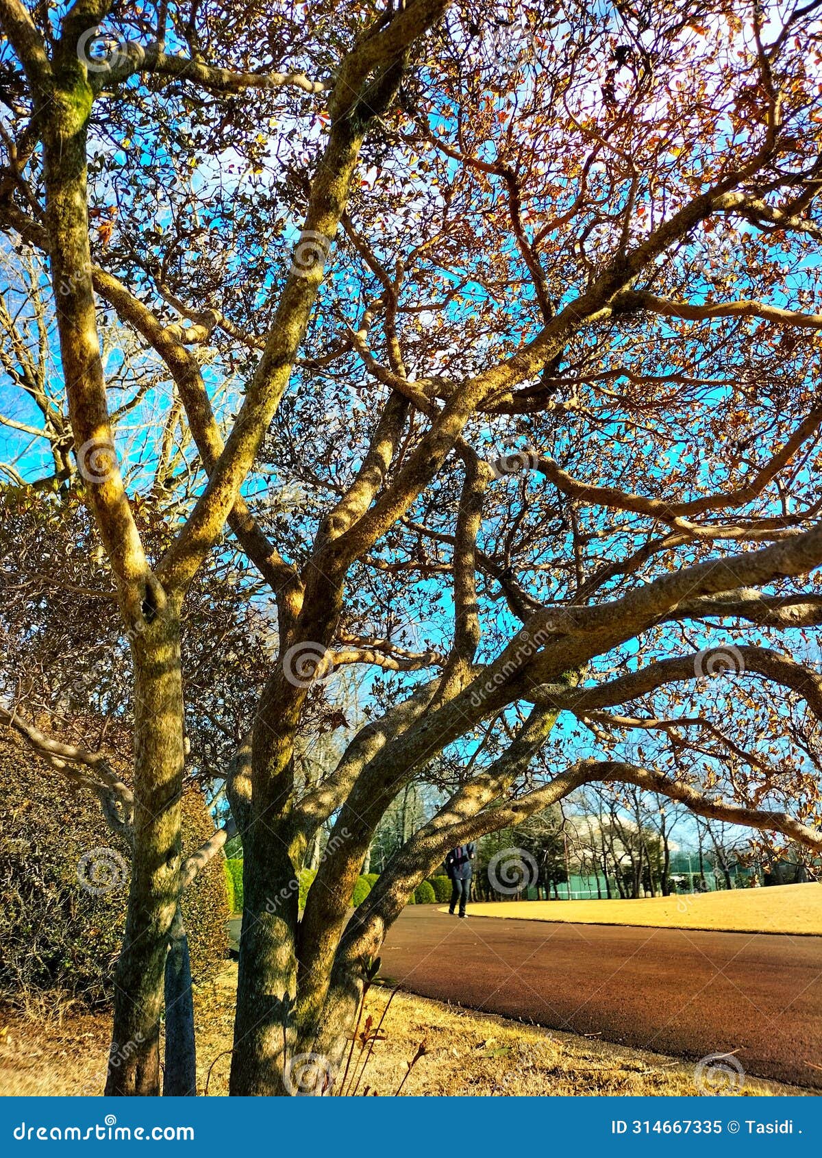Tree Photographed from Bottom To Top Angle Stock Image - Image of ...