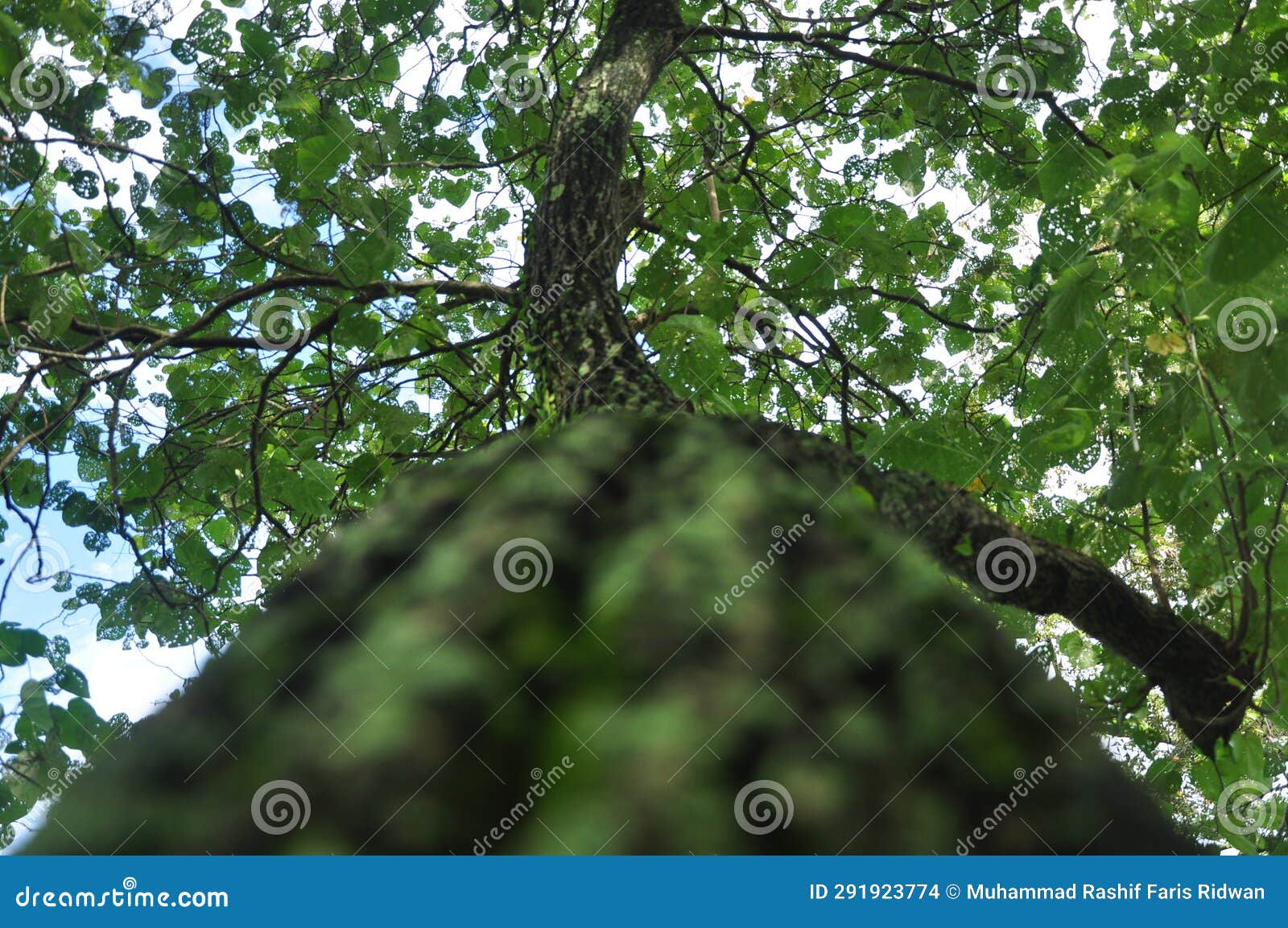 A Tree Photographed from a Frog S Angle Stock Photo - Image of shrub ...