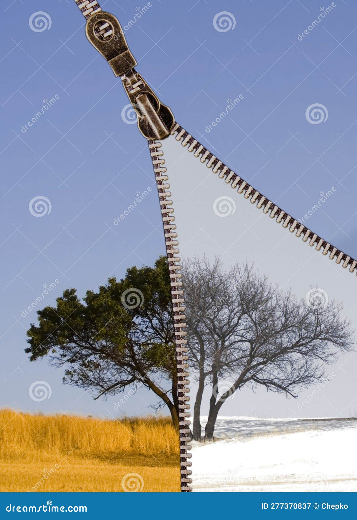 Tree, Photographed in Two Seasons from the Same Place, Concept with Zip ...