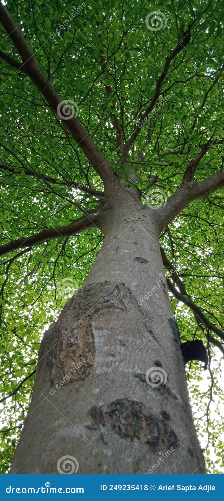 Tree Photography from the Ground Up Stock Photo - Image of grove ...