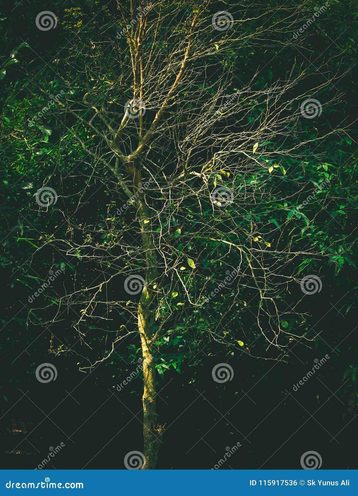 Tree photography stock photo. Image of tree, iconic - 115917536
