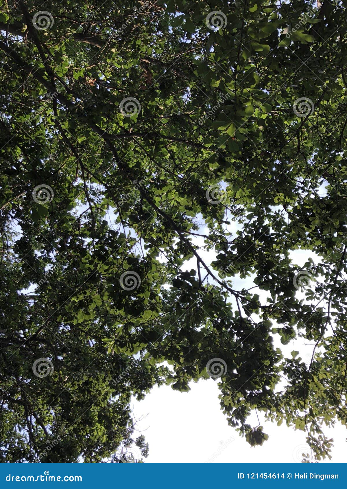 Tree stock photo. Image of pretty, tree, limb - 121454614