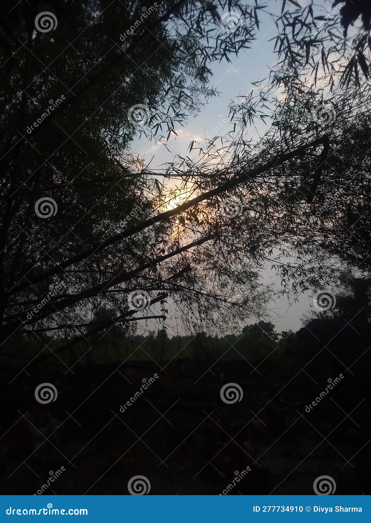 Tree Picture | Sunset Picture | Dark Tree | Wallpaper | Dreamstime ...
