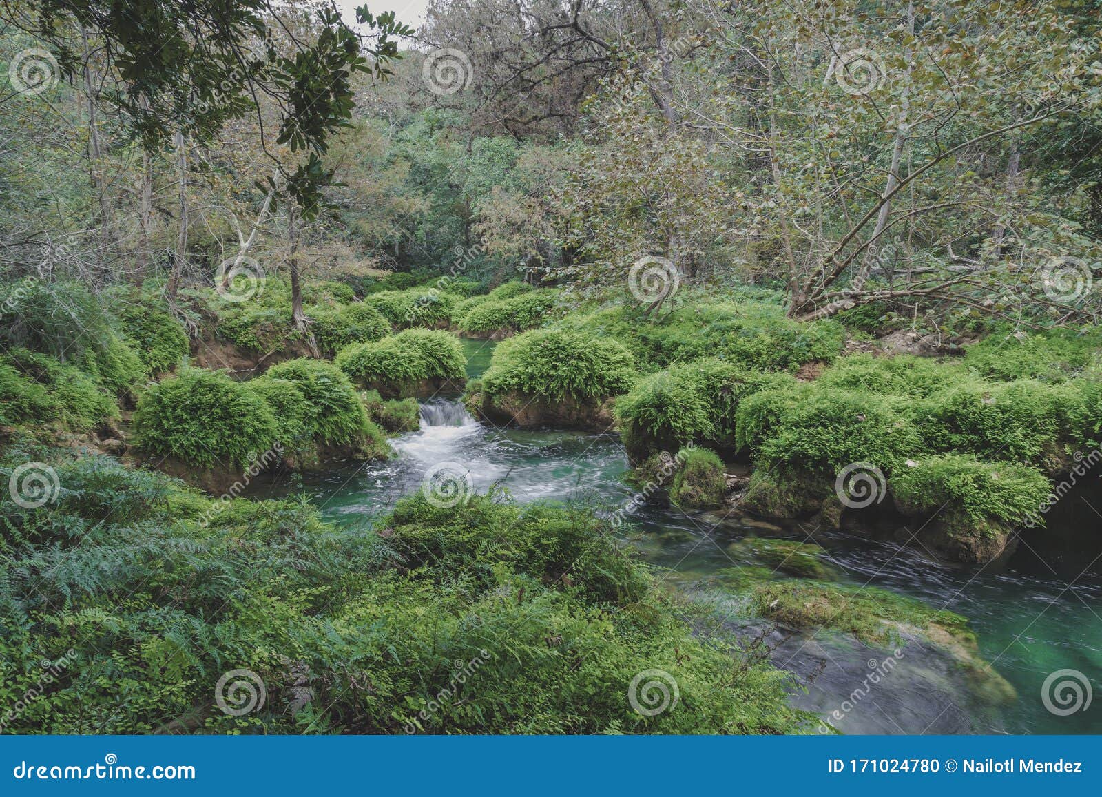 Tree Picture Tamul Waterfall, San Luis Potos Stock Photo - Image of ...