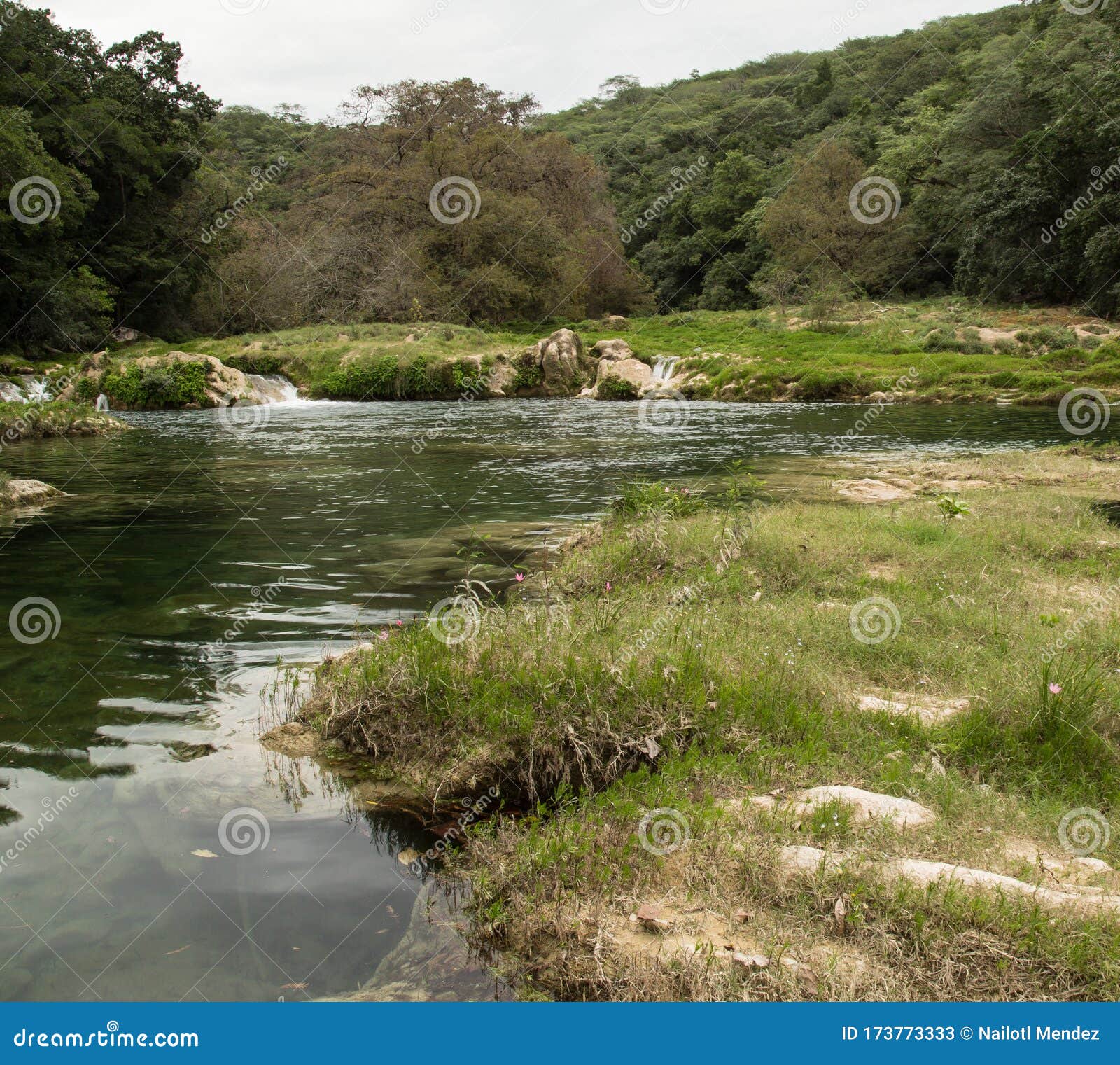 Tree Picture Tamul Waterfall, San Luis Potos Stock Image - Image of ...