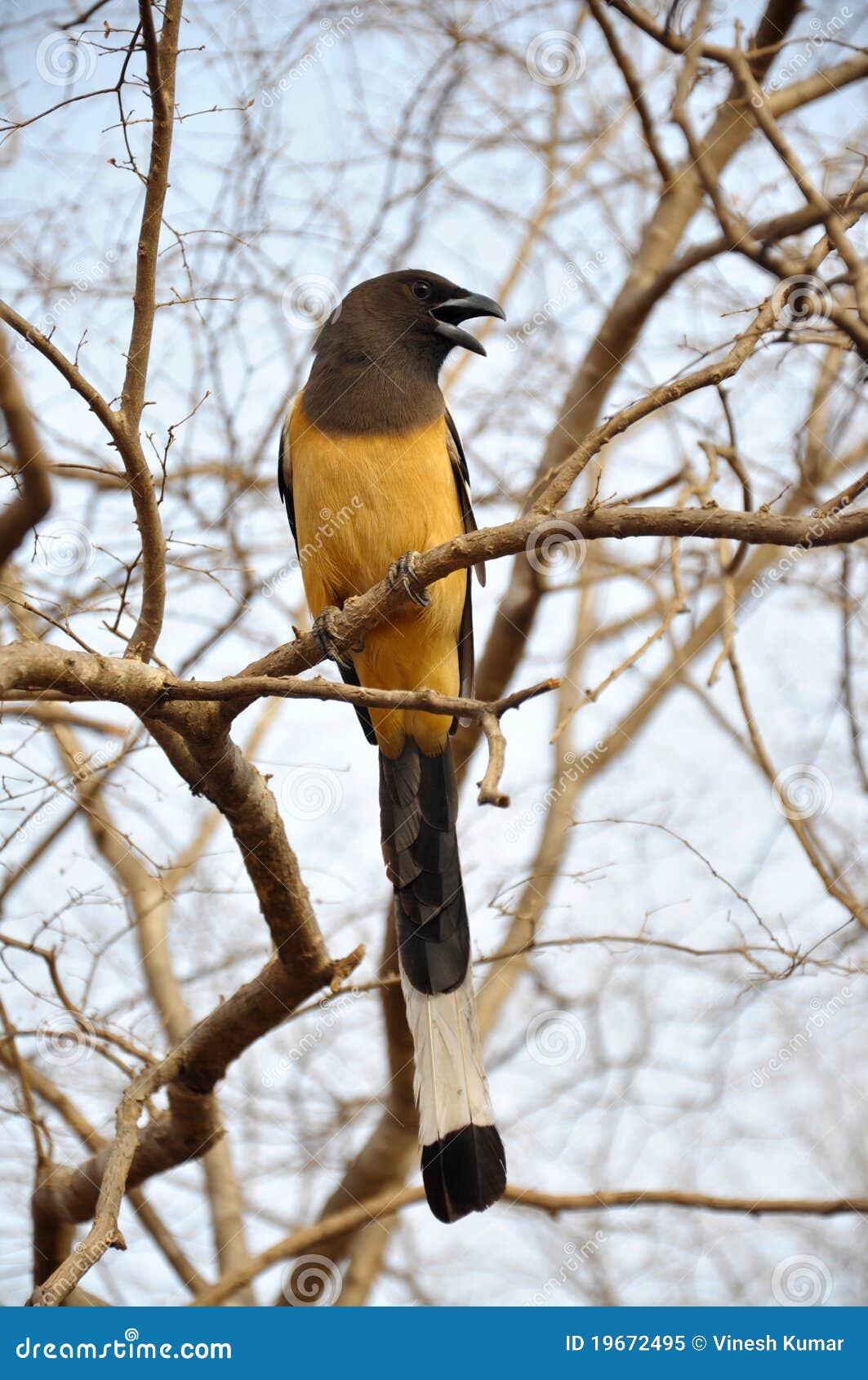 Tree pie: Bird stock image. Image of sitting, family - 19672495