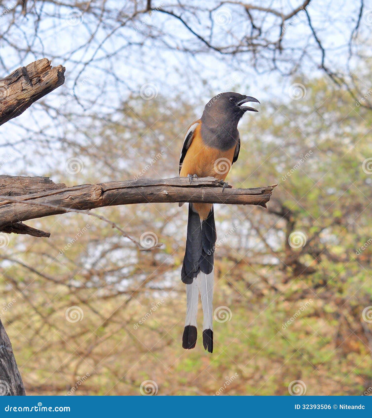 Tree pie bird stock photo. Image of tree, forest, tail - 32393506