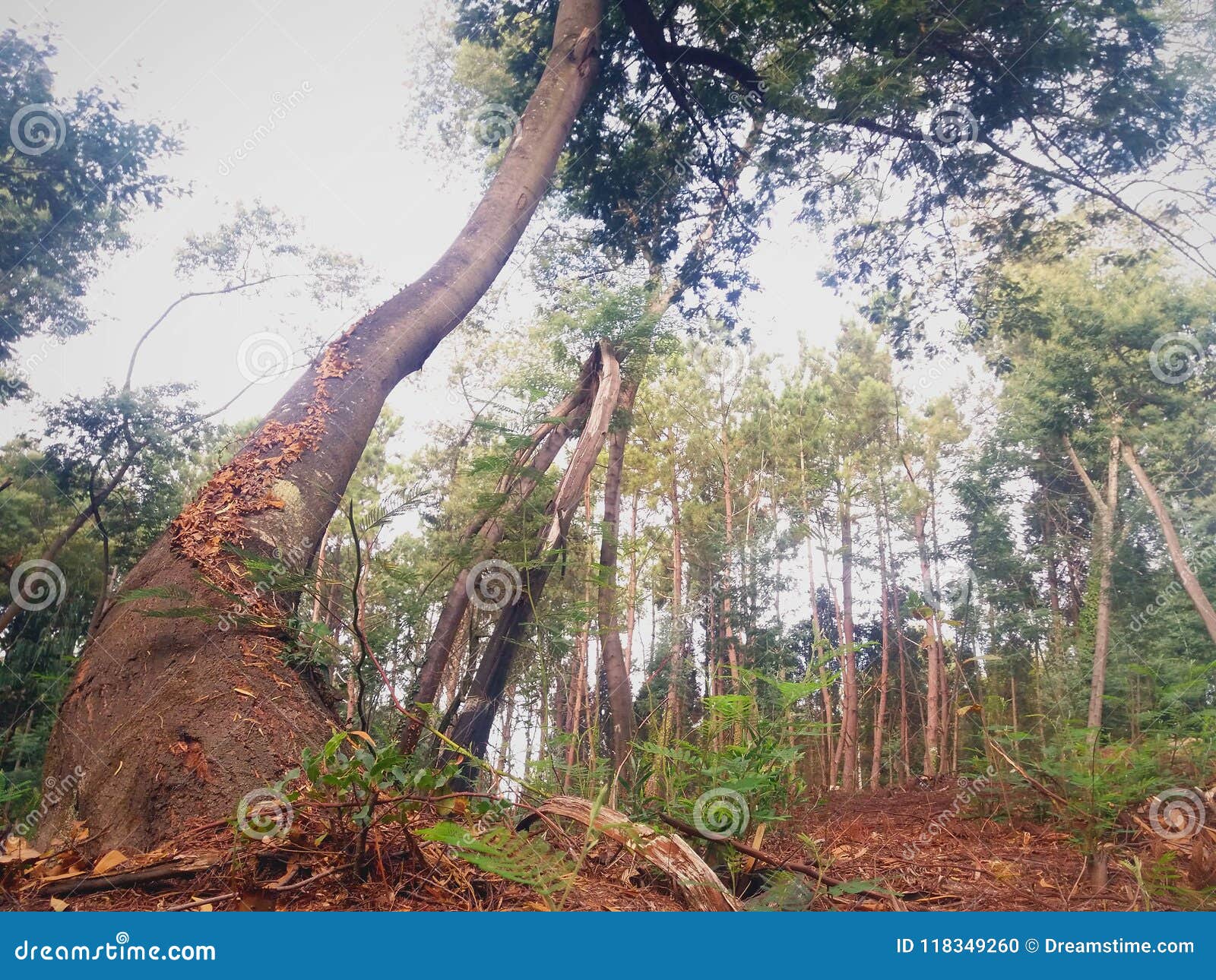 Tree Pie in the Middle of the Forest Stock Photo - Image of autumn ...