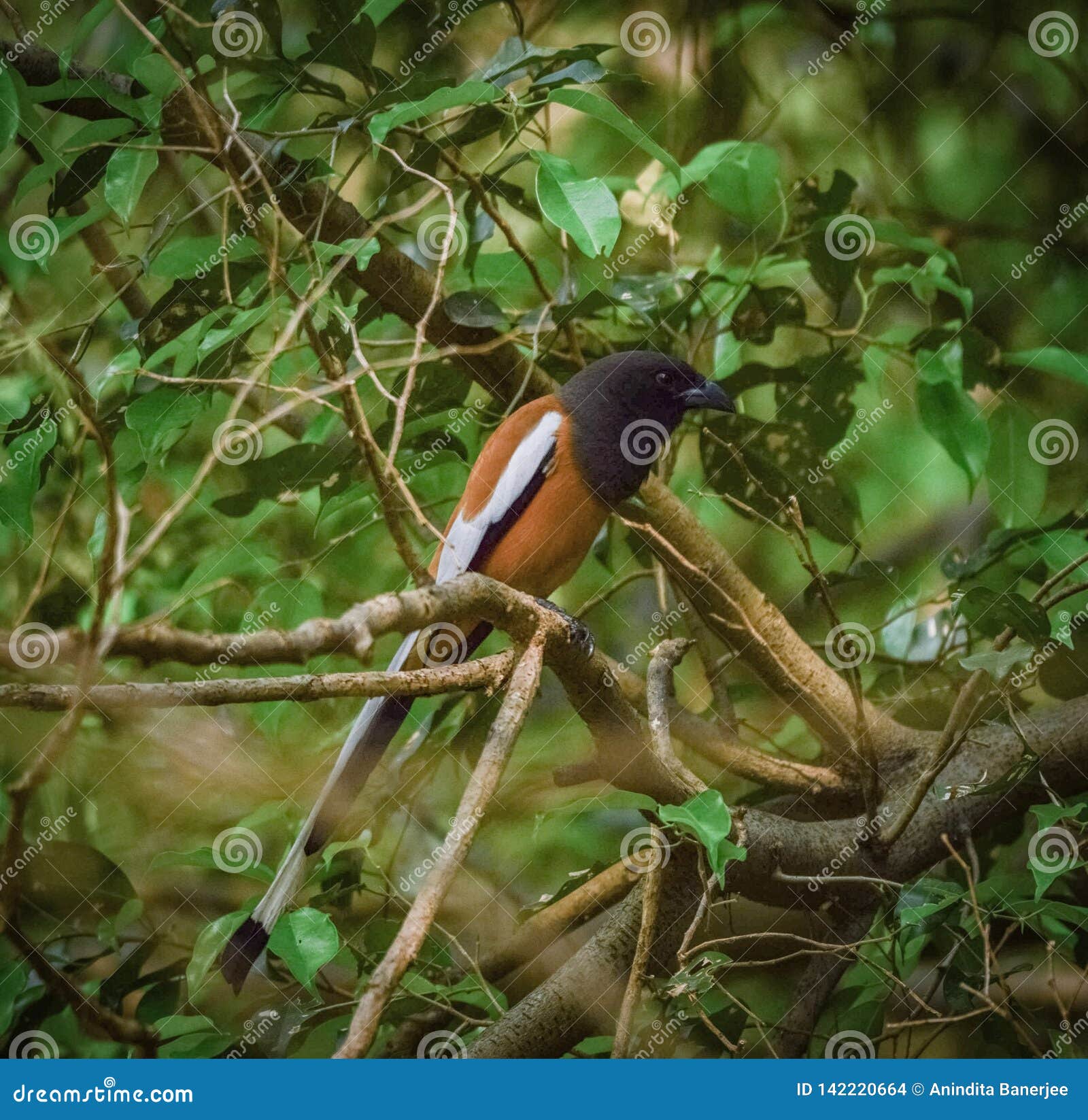 Tree-pie stock photo. Image of garden, wings, bird, feather - 142220664