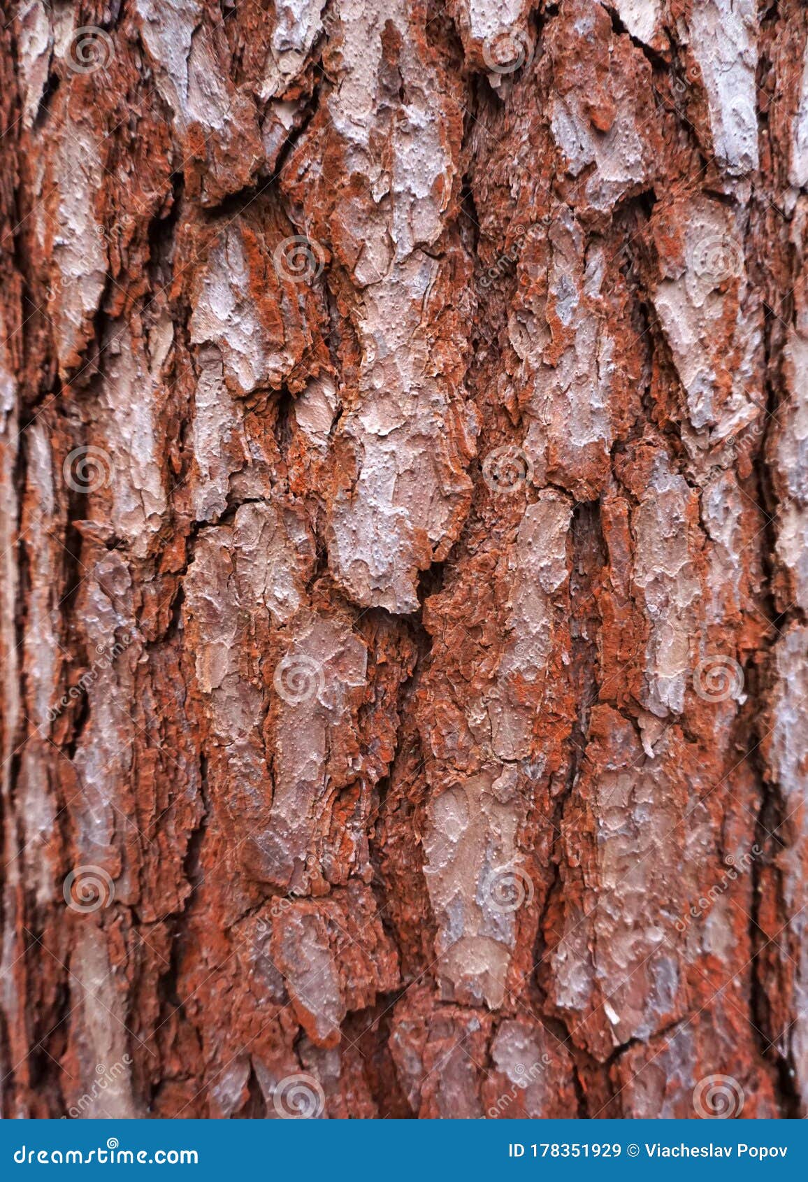 The tree of pine bark stock image. Image of texture - 178351929