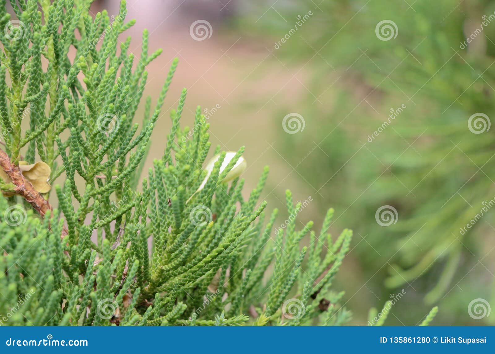 Tree Pine Colse Up in Garden Stock Photo - Image of natural, macro ...
