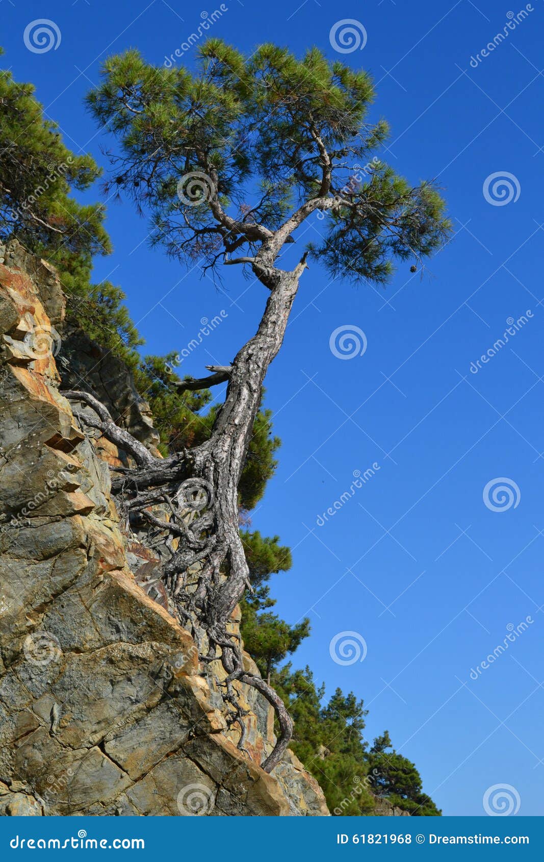 A Tree Fighting To Survive After A Storm In The French Alps Royalty ...