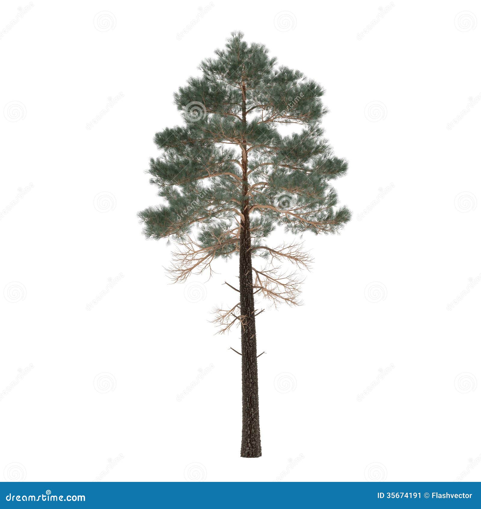 Tree pine isolated. Pinus stock image. Image of botanical - 35674191