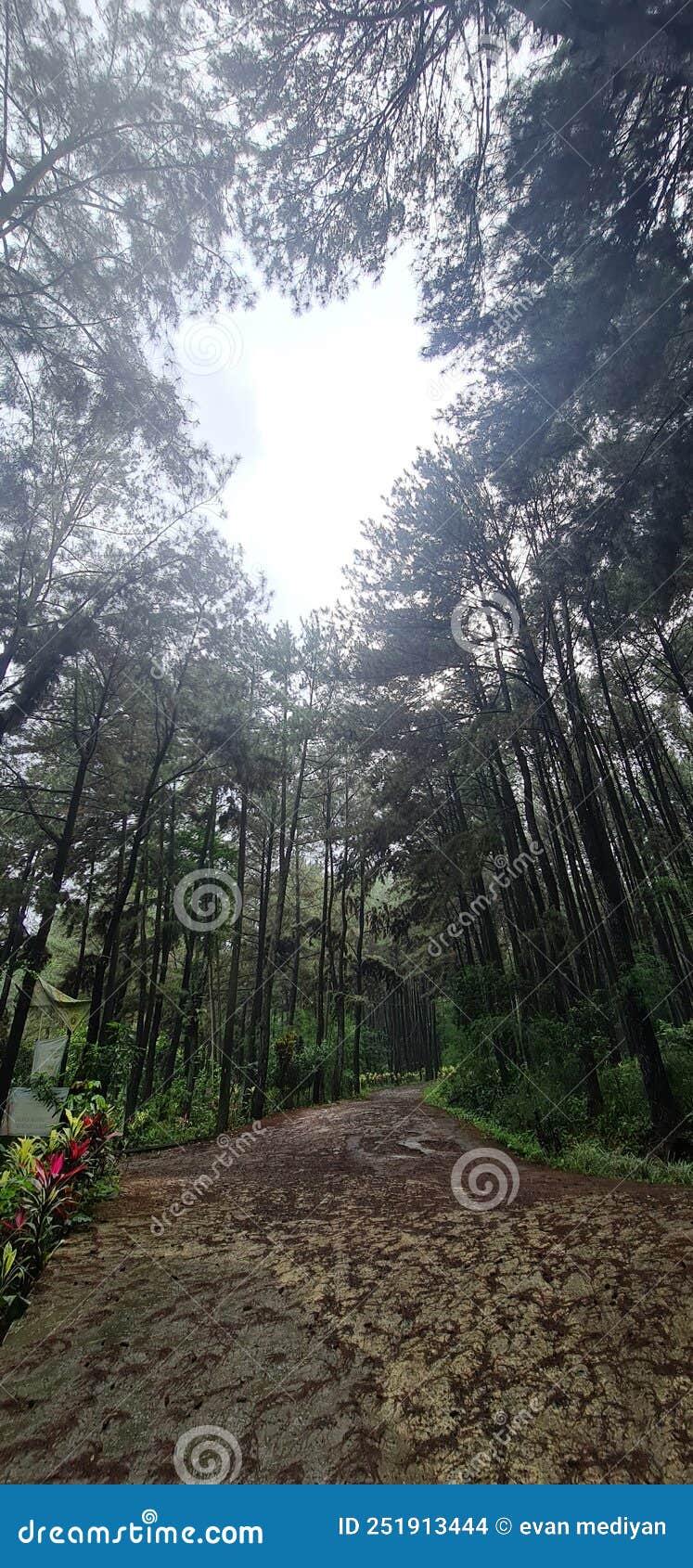 Camping Pines Forest Nature Tree Scenary Tropic Hiking Tracking Rest ...