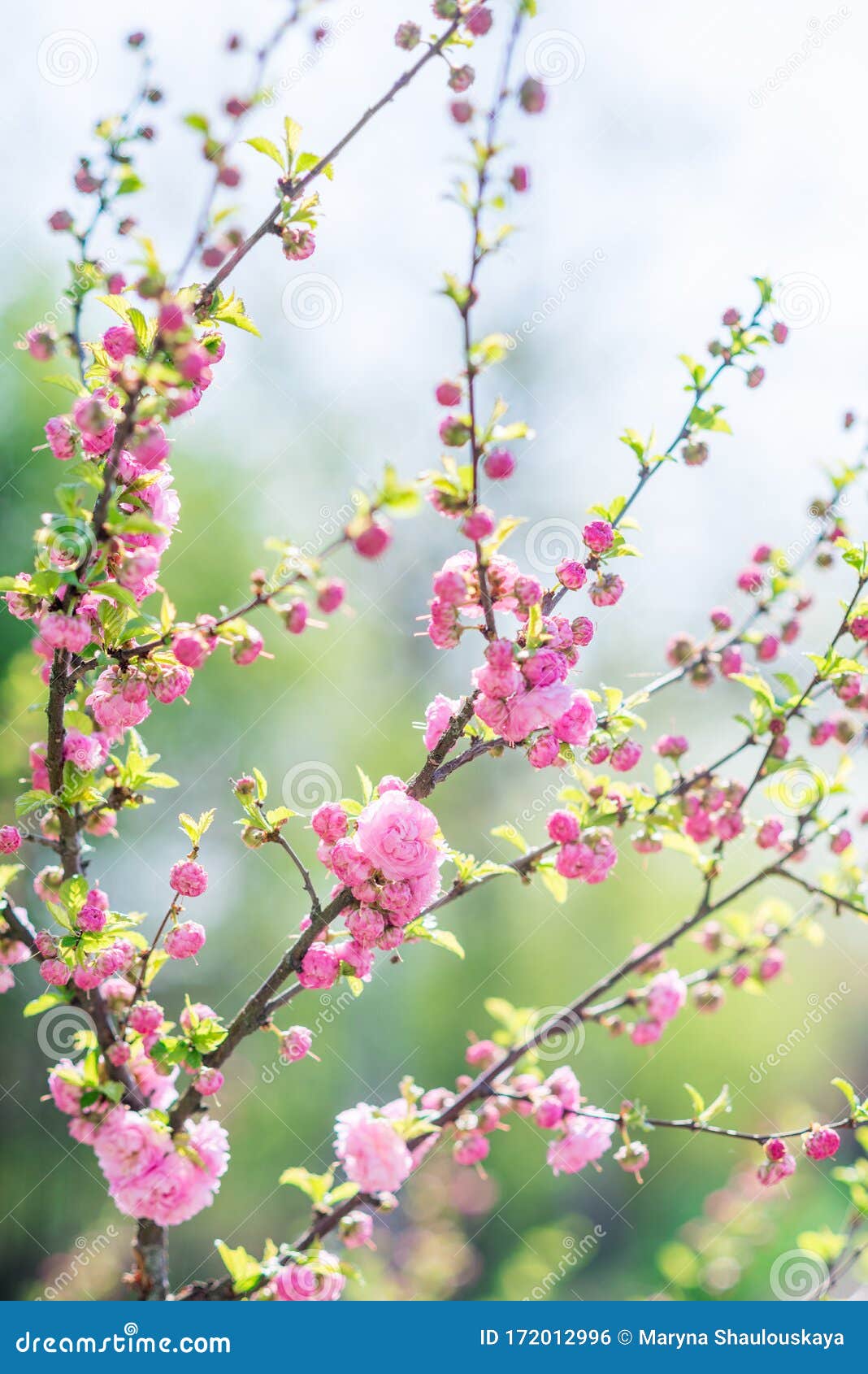 Tree in Pink on a Background of Greenery and Sky Stock Photo - Image of ...