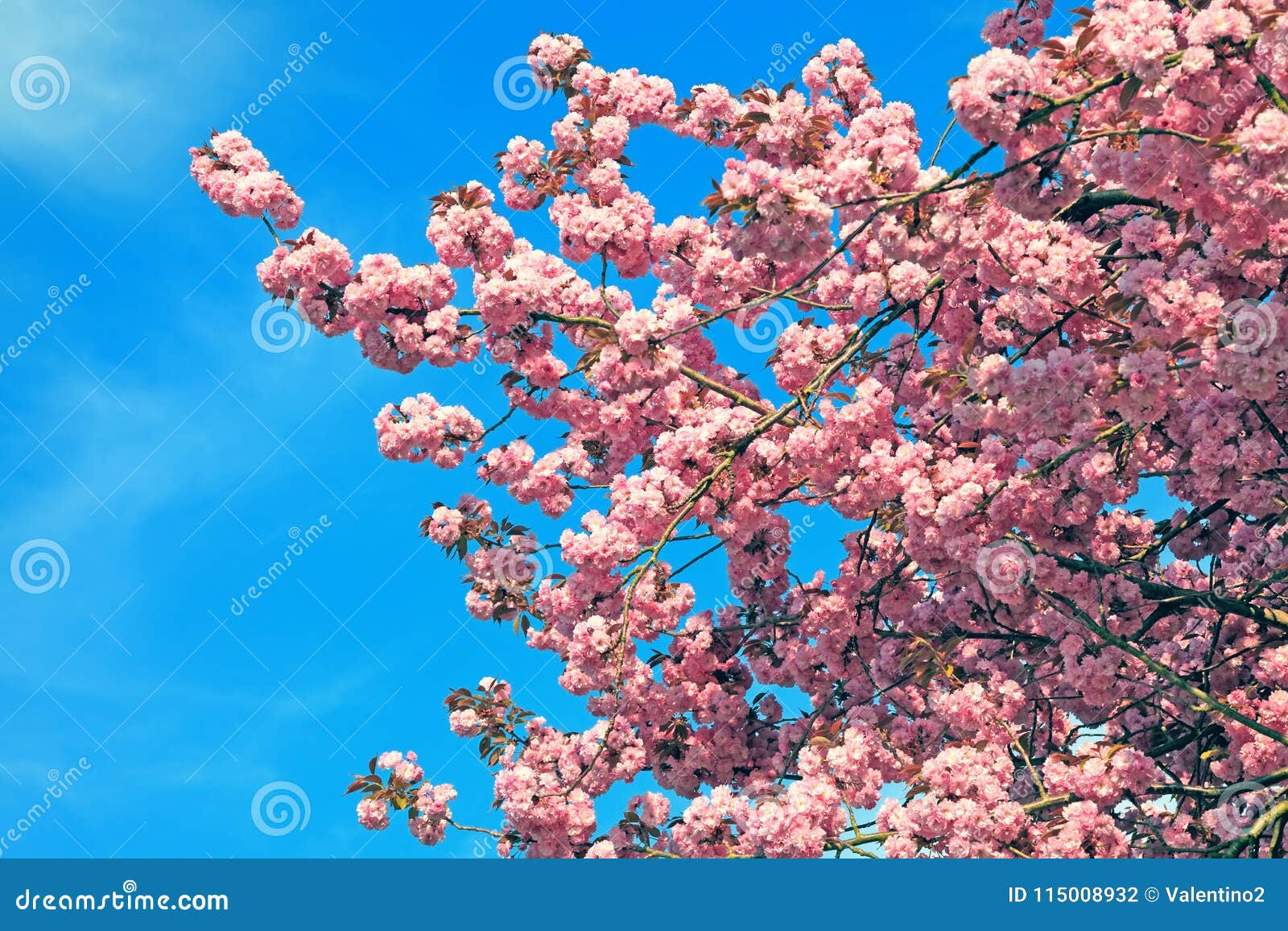 Spring tree stock photo. Image of springtime, botany - 115008932