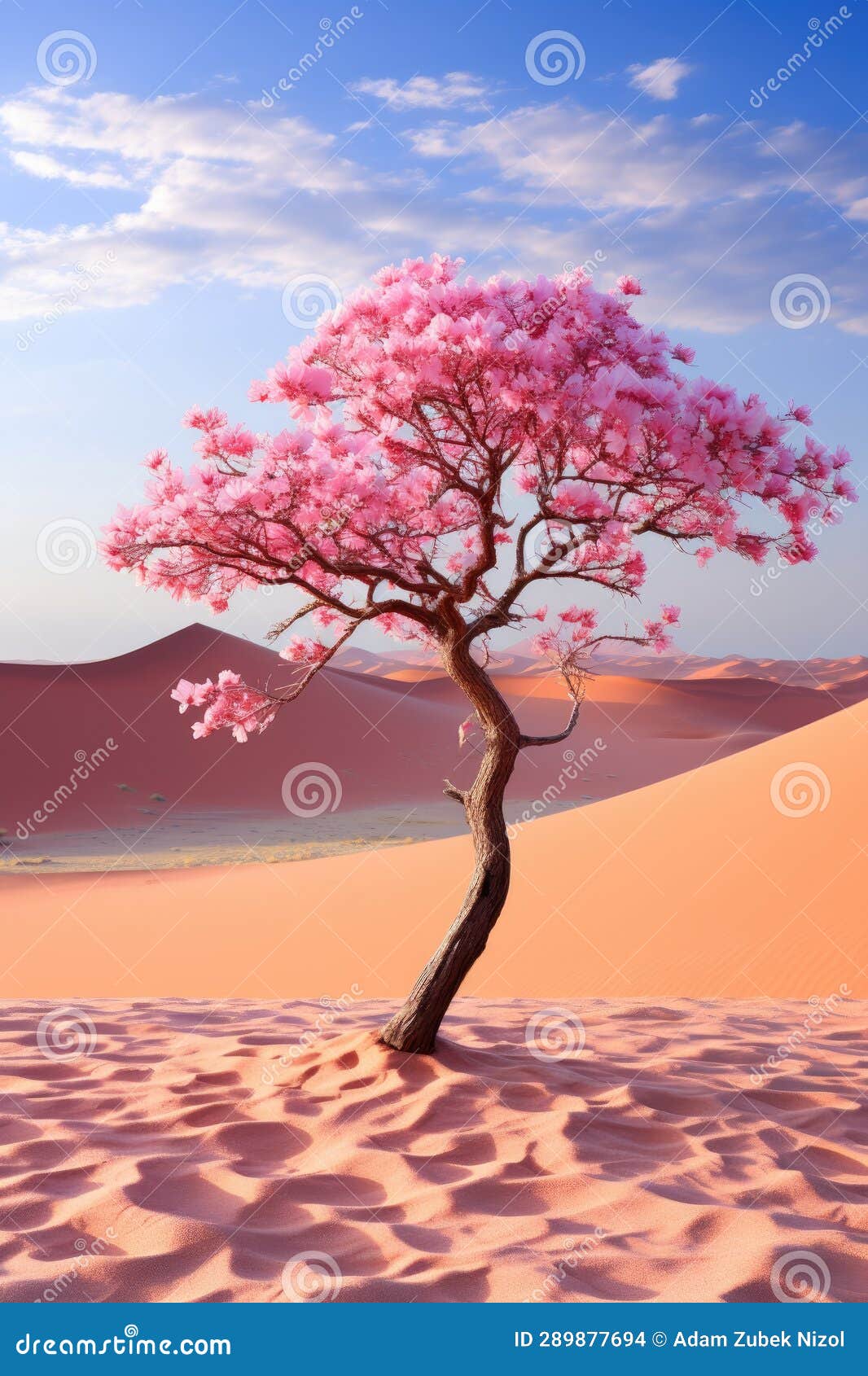 A Tree with Pink Blossoms in the Desert Stock Illustration ...