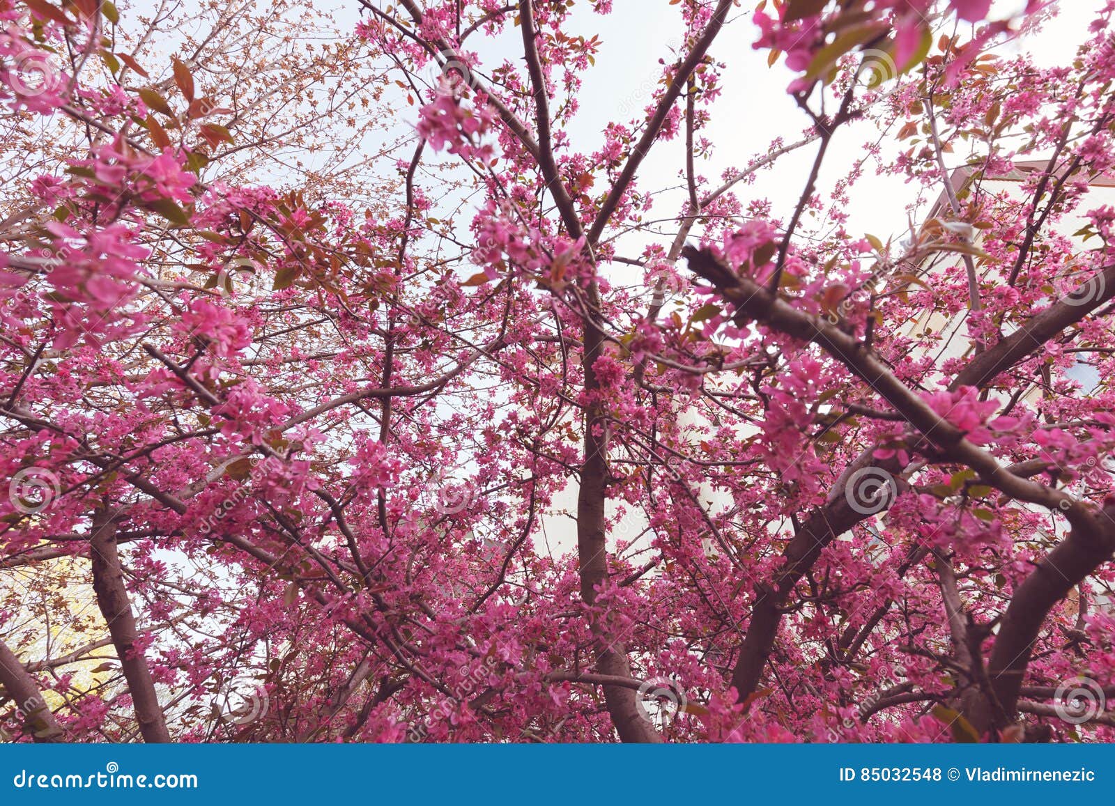 Tree with pink blossoms stock photo. Image of flower - 85032548