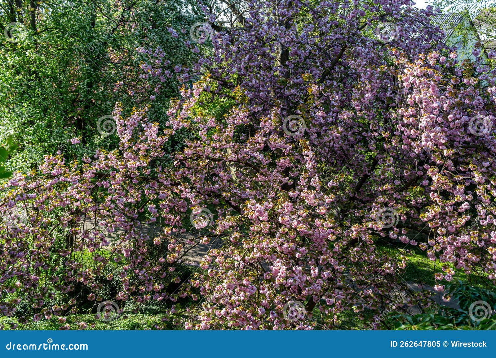 Tree with Pink Flower Blossoms Stock Image - Image of nature, bloom ...