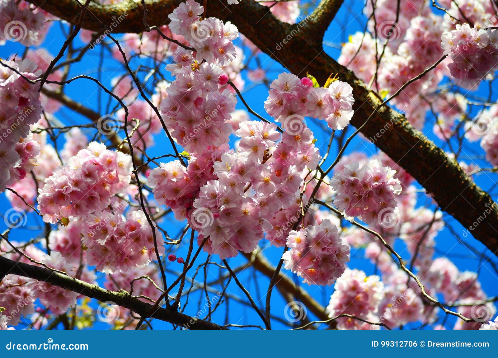 Pink Flower with blue sky stock photo. Image of spring - 99312706