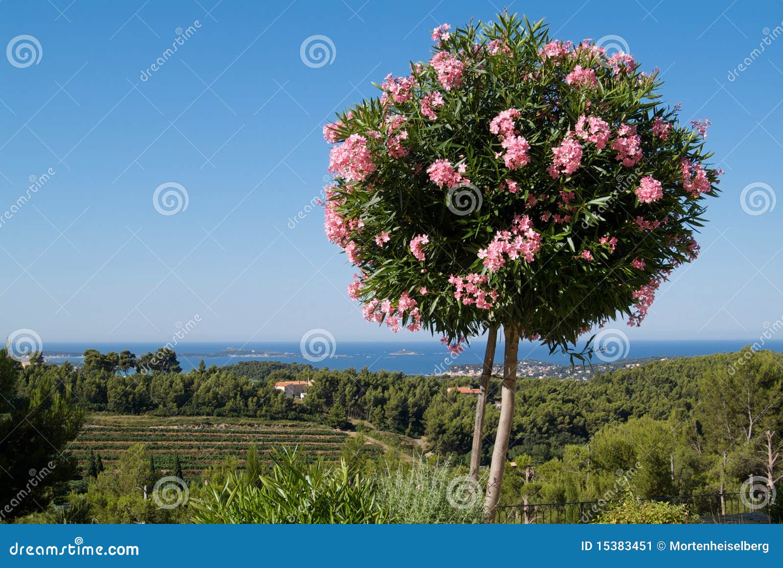 Tree with pink flowers stock image. Image of beautiful - 15383451