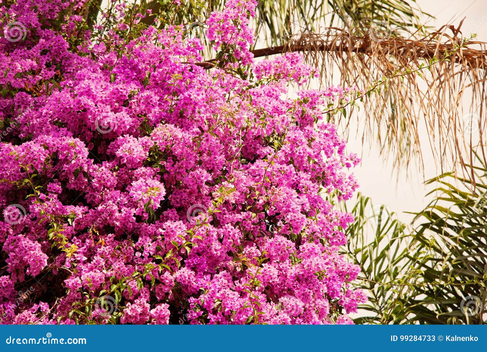 Tree with Pink Flowers on the Background Stock Image - Image of natural ...