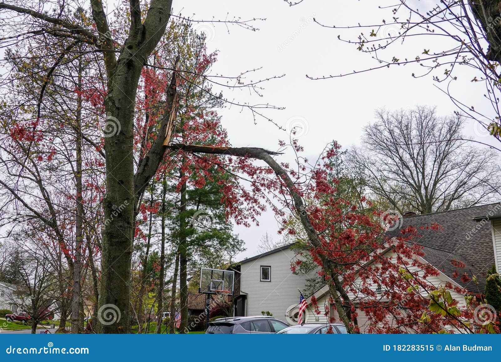 Tree with Pink Flowers and a Large Broken Branch that is Still Attached ...