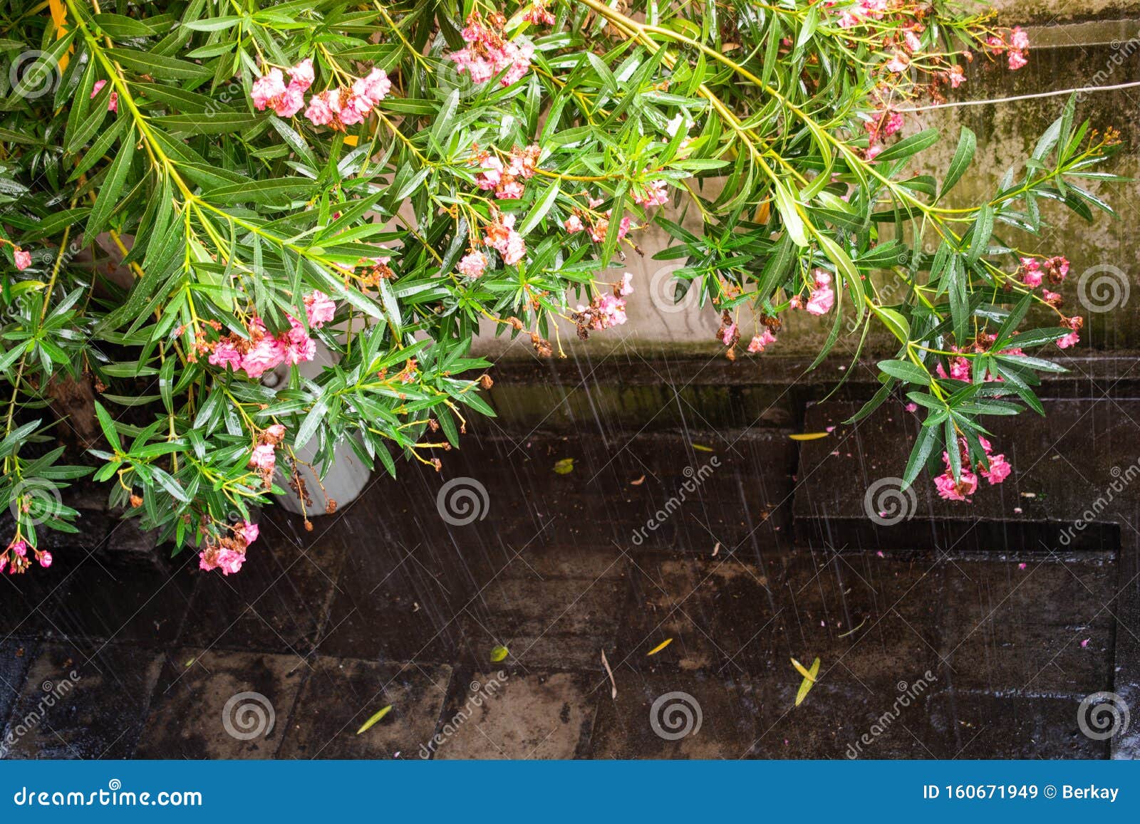 A Tree with Pink Flowers during Rain Stock Image - Image of pink ...