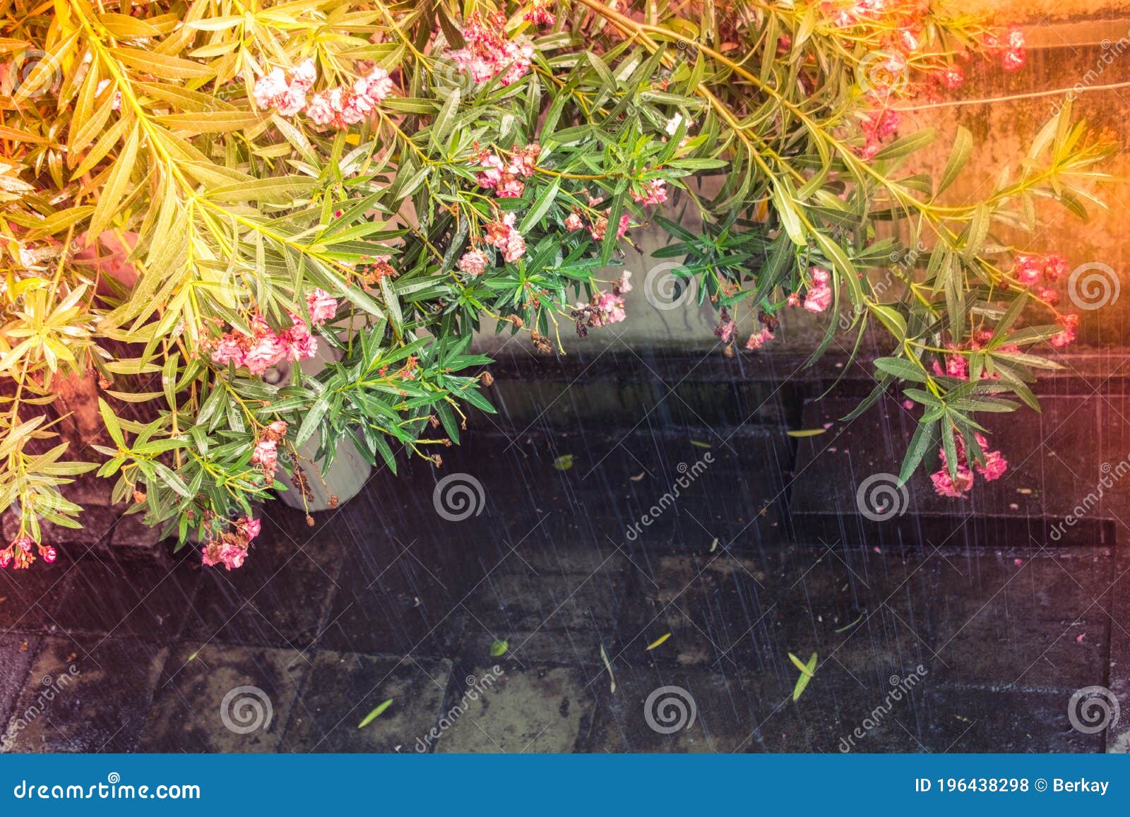 A Tree with Pink Flowers during Rain Stock Photo - Image of shower ...