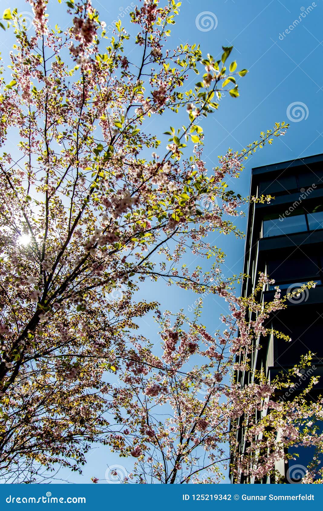 Tree with Pink Flowers in Urban Setting Stock Photo - Image of ...