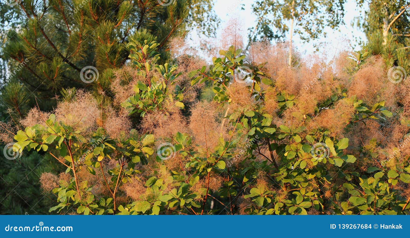 Tree with Pink Fluffy Blossoms. Fuzz Stock Photo - Image of yellow ...