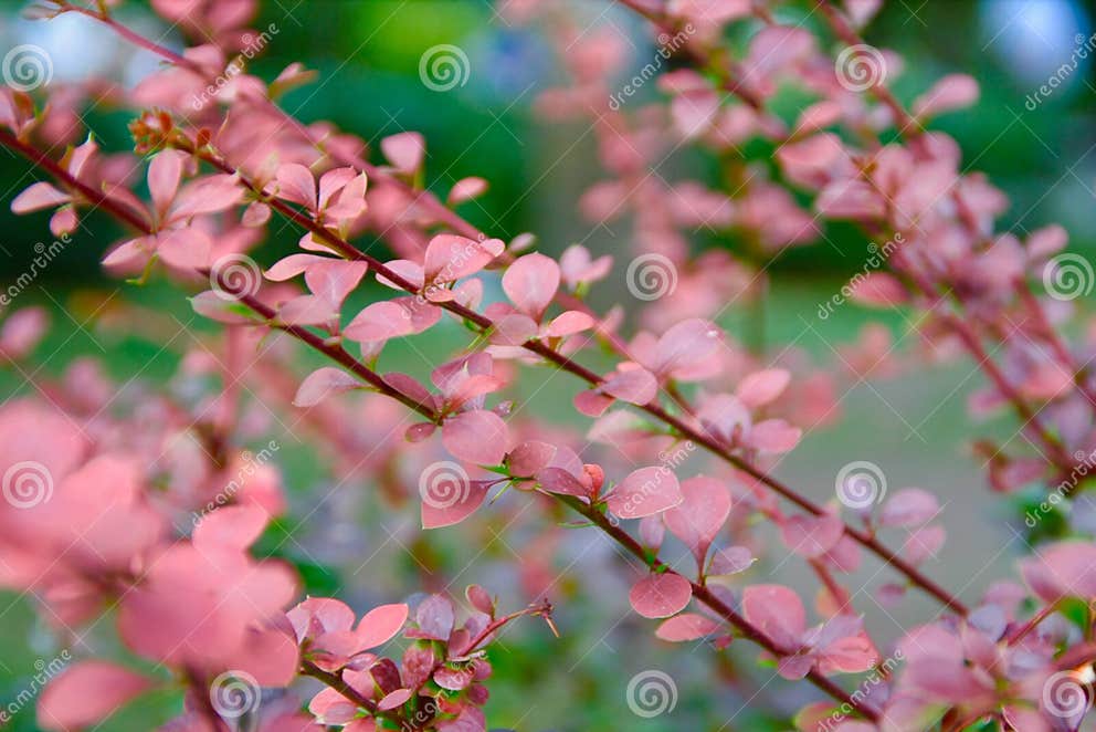 Tree with Pink Leaves. Background Texture Stock Image - Image of ...