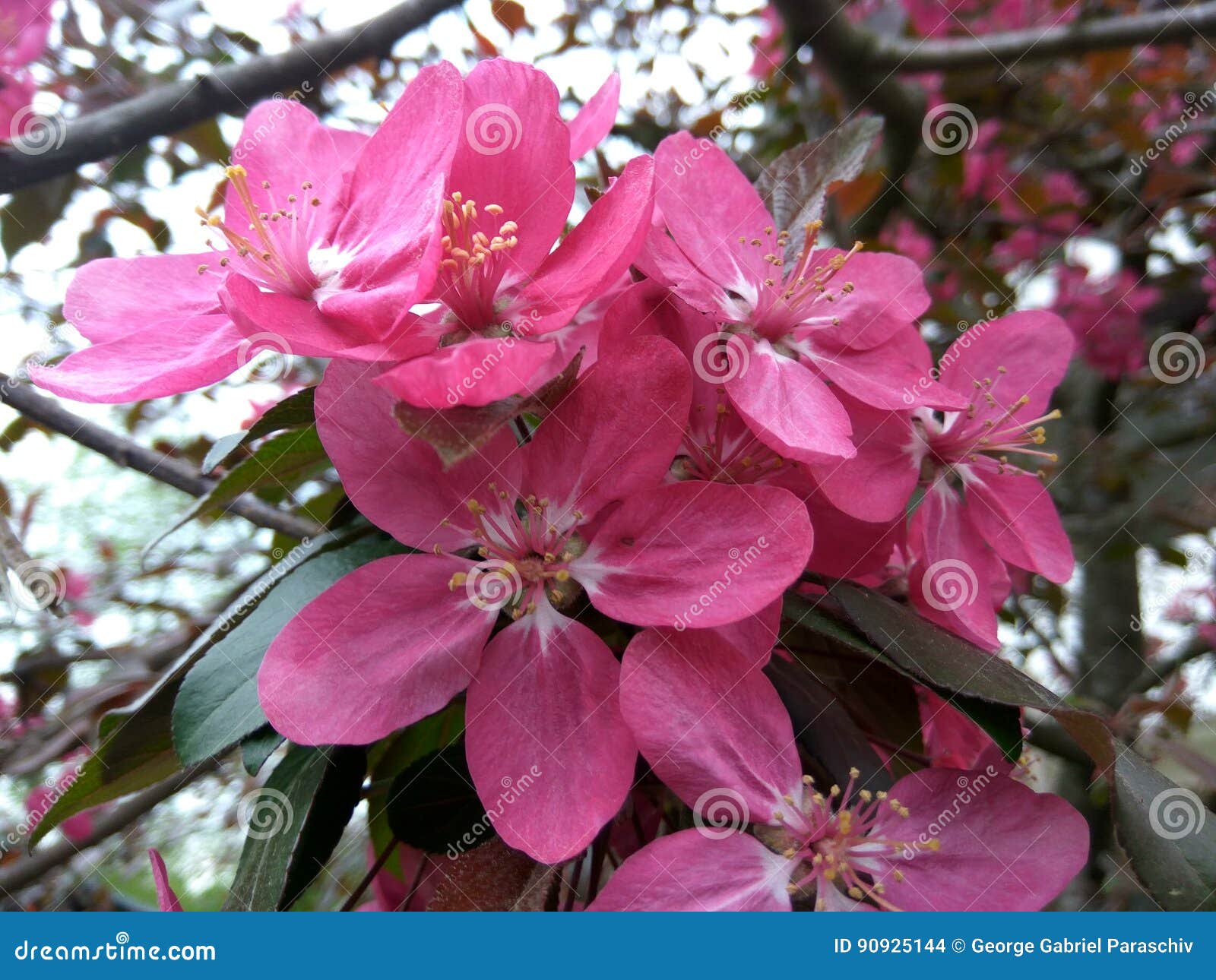 Tree pink purple flower stock photo. Image of beams, brightly - 90925144