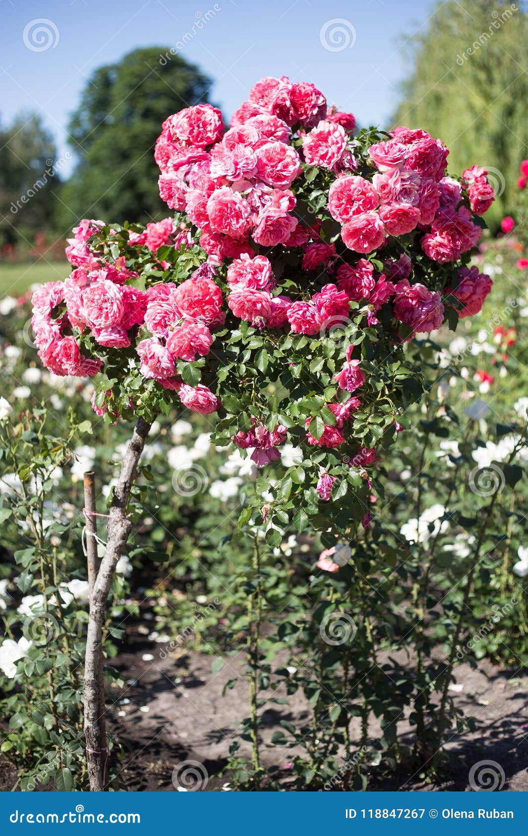 Tree with pink roses stock image. Image of lovers, concept - 118847267