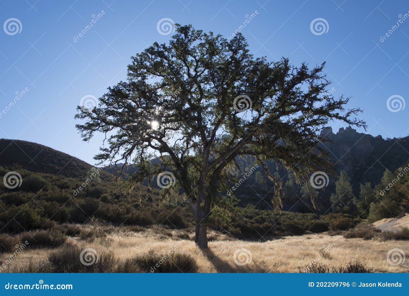 Tree in Pinnacles National Park Stock Photo - Image of grass, landscape ...